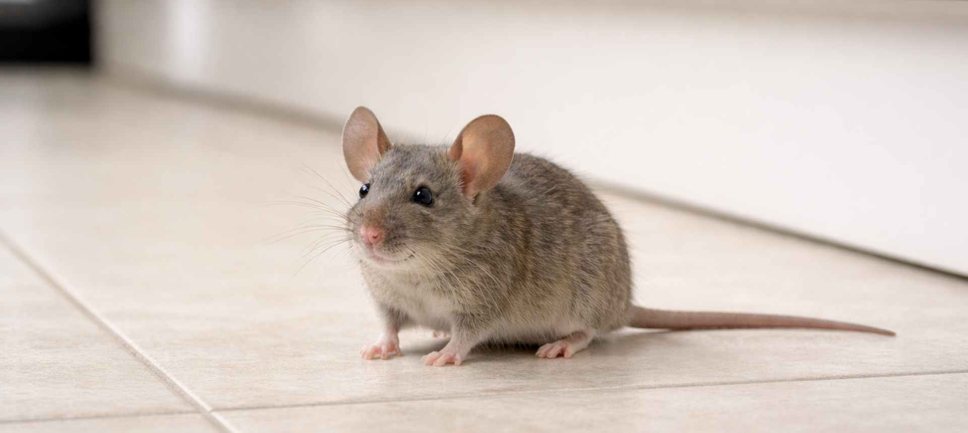Piège Anti Souris Efficace | Capture Rapide | SPARIL