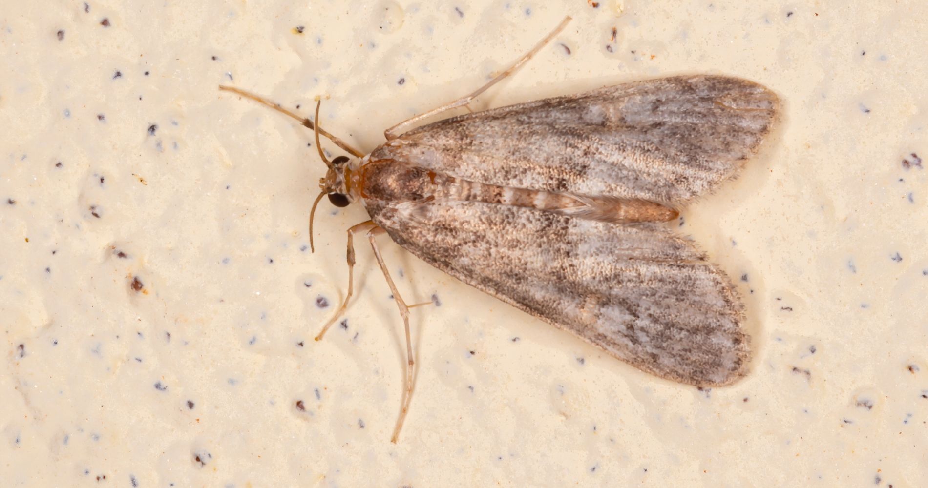 Produits anti nuisible SPARIL – Protection naturelle